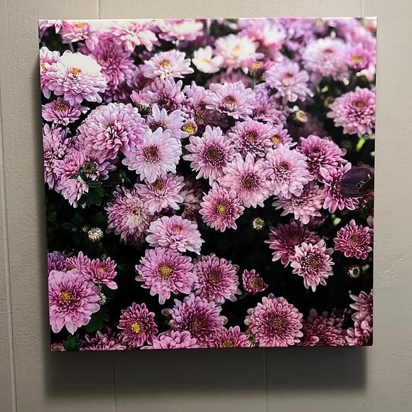 Art | 12x12 Photo Of Pink Purple Mums Chrysanthemum With Saw Tooth ...